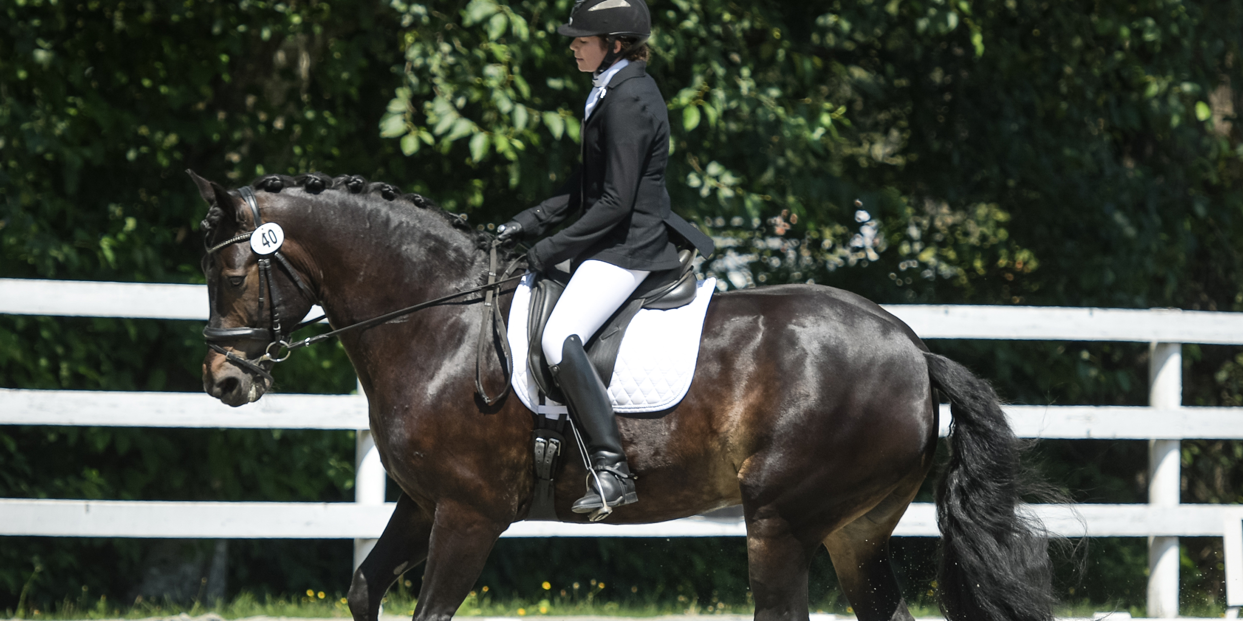 Development Programs - Société des éleveurs de chevaux canadiens