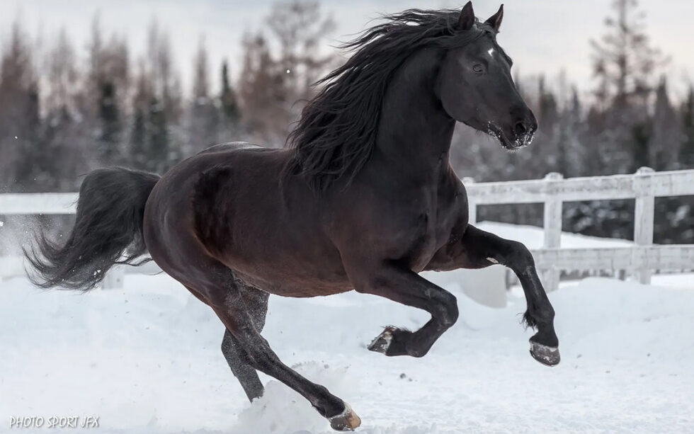 Canadian Horse Breeders Association - Welcome